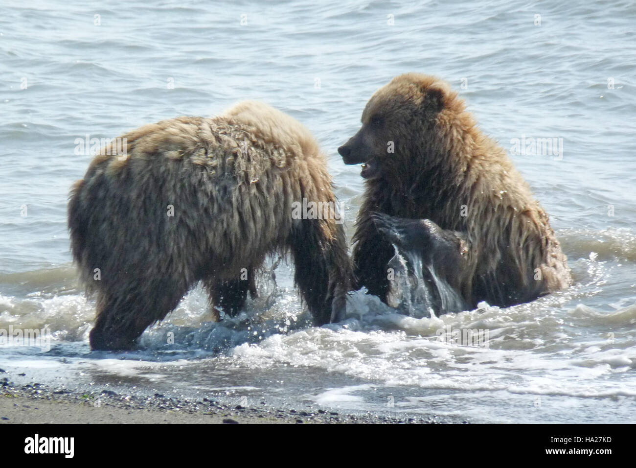 alaskanps 6923938221 brown bears Stock Photo - Alamy