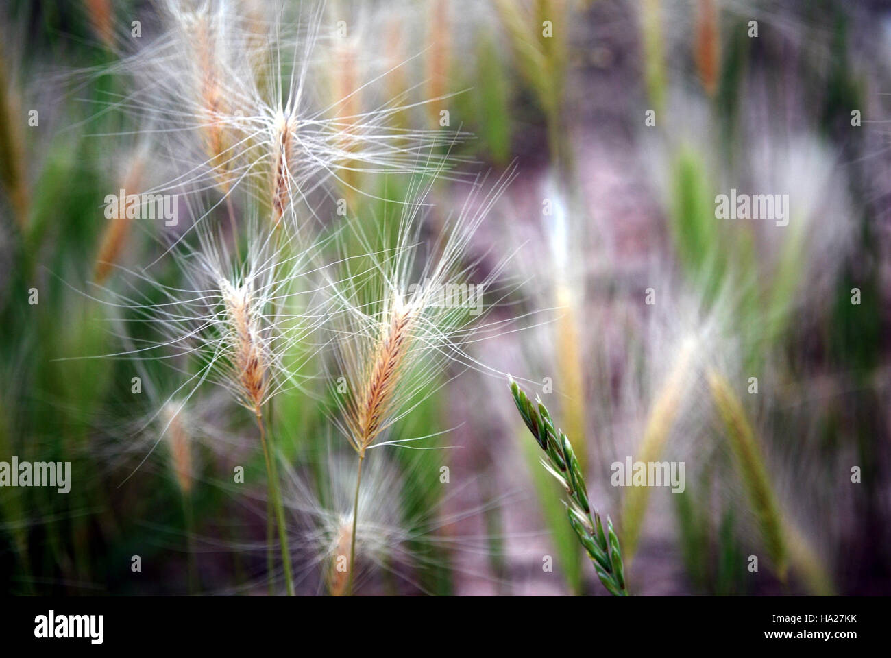 Prairie grasses in Badlands National Park play a vital role in the ...