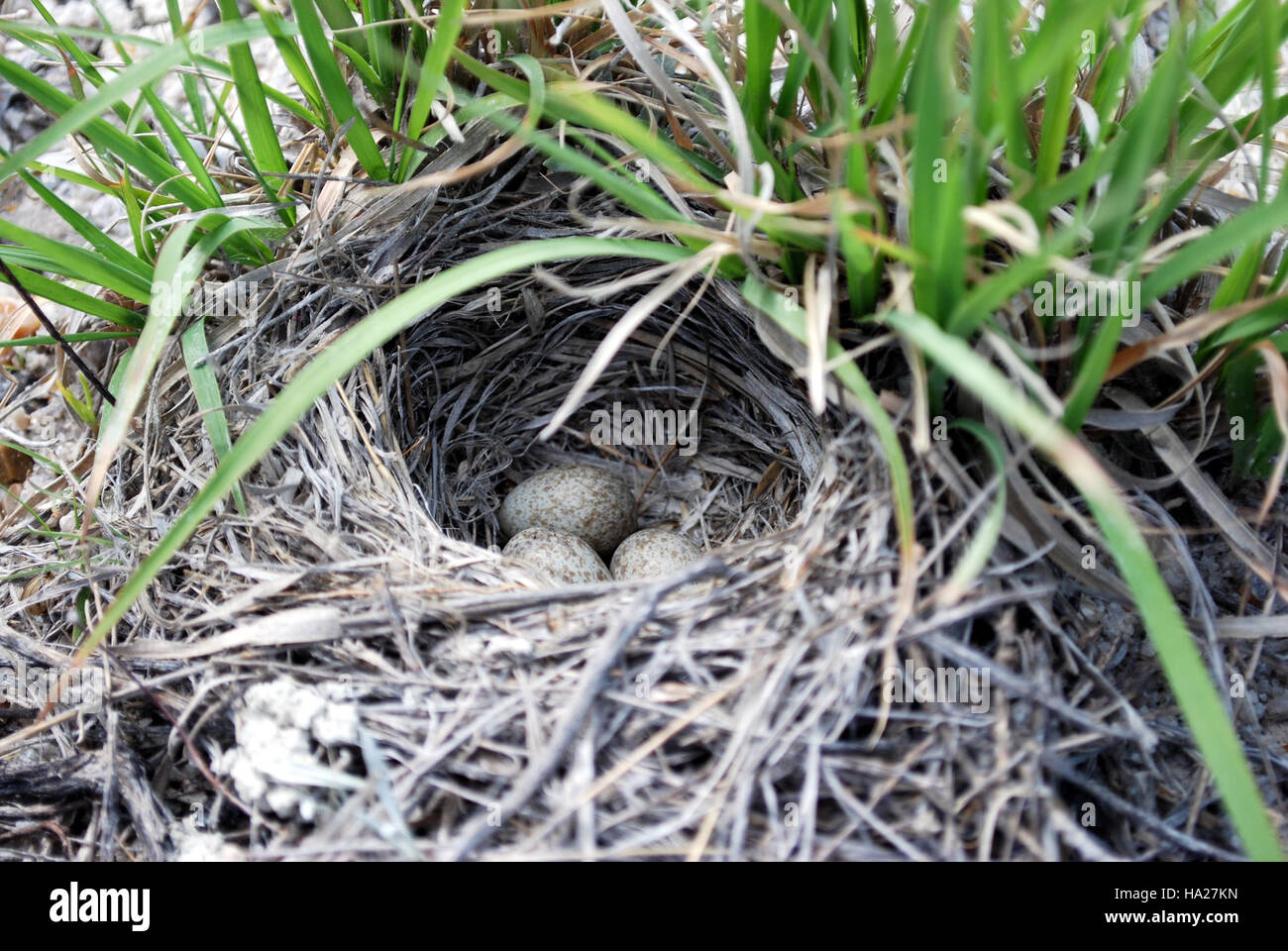 This image shows a ground nest in Badlands National Park, highlighting ...
