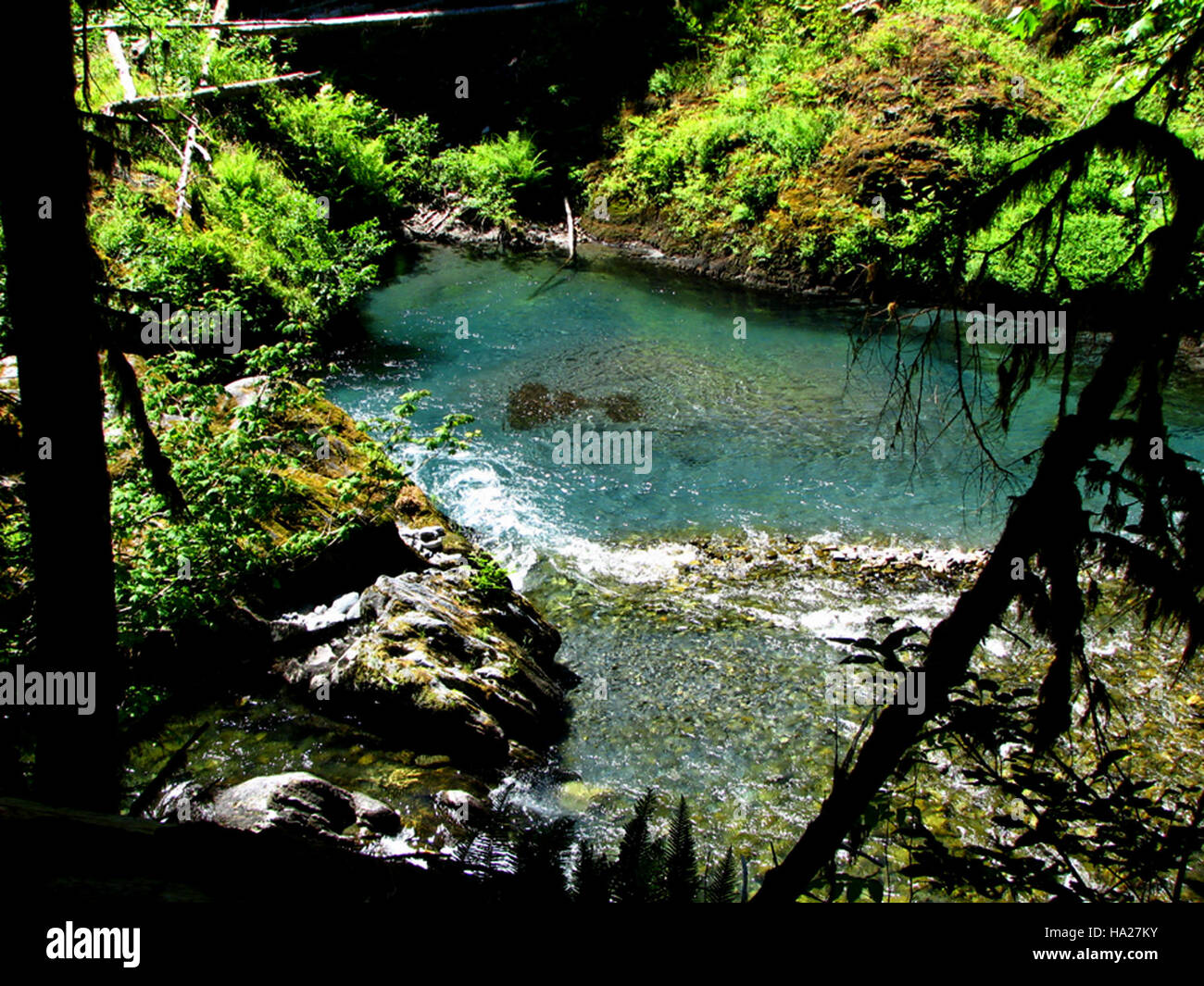 The Quinault River, located in Olympic National Park, showcases vibrant ...