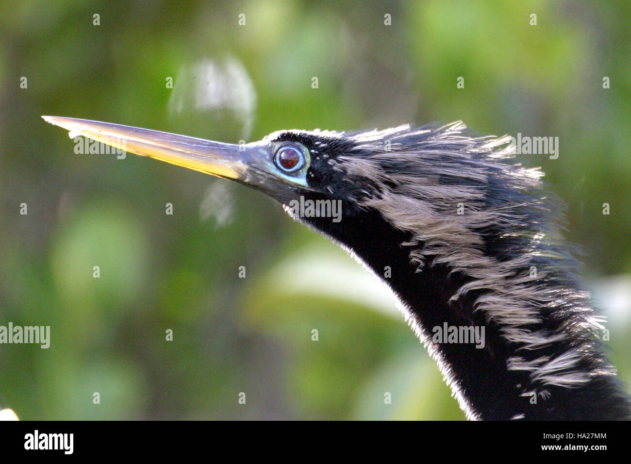 A male Anhinga (Anhinga anhinga) is featured in the Everglades National ...