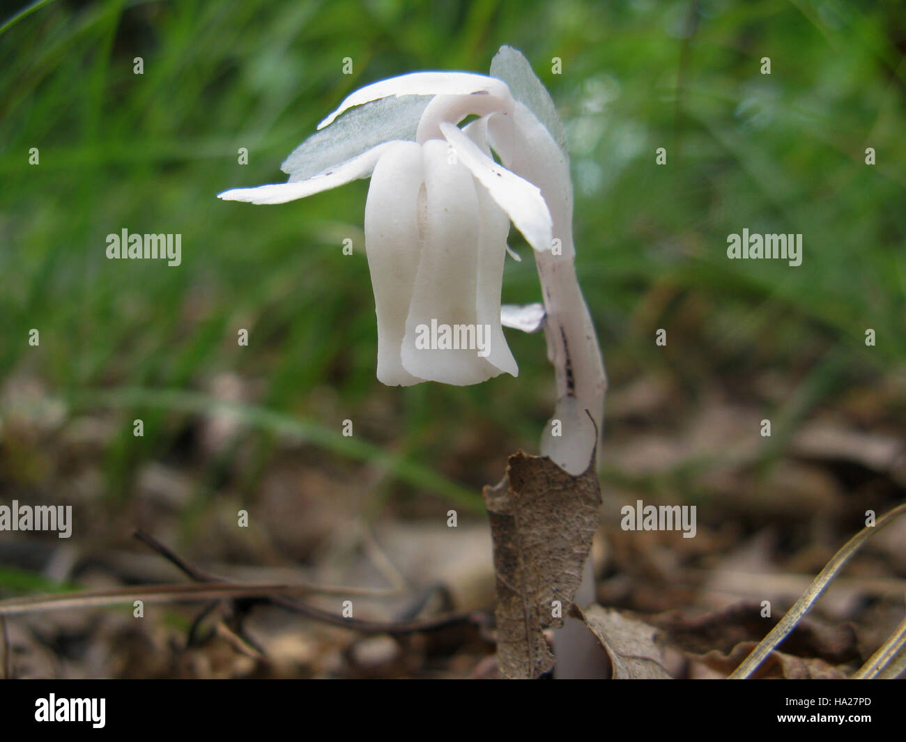 snpphotos 6819003082 Indian Pipe Stock Photo - Alamy