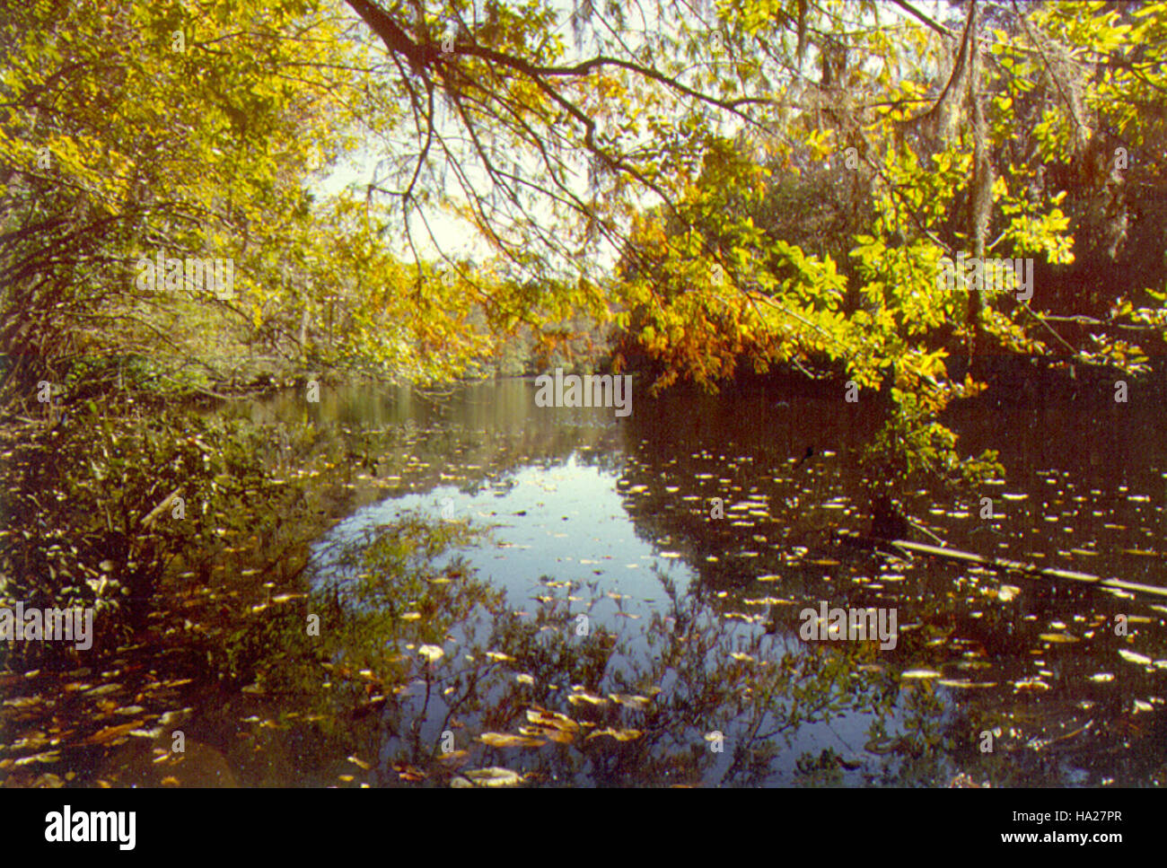 Congaree National Park preserves one of the largest intact bottomland ...