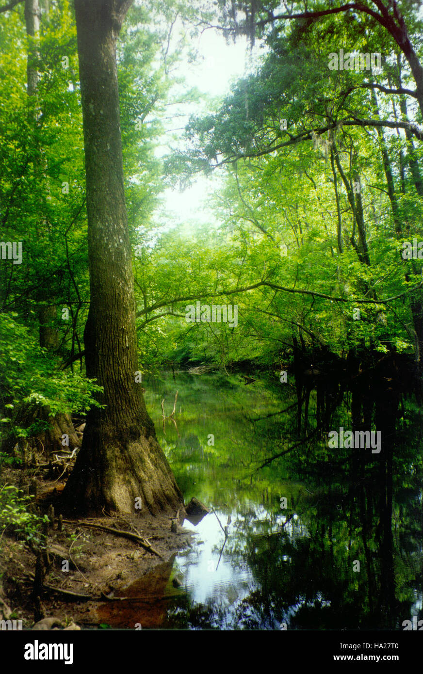 Congaree National Park, located in South Carolina, is a unique ...