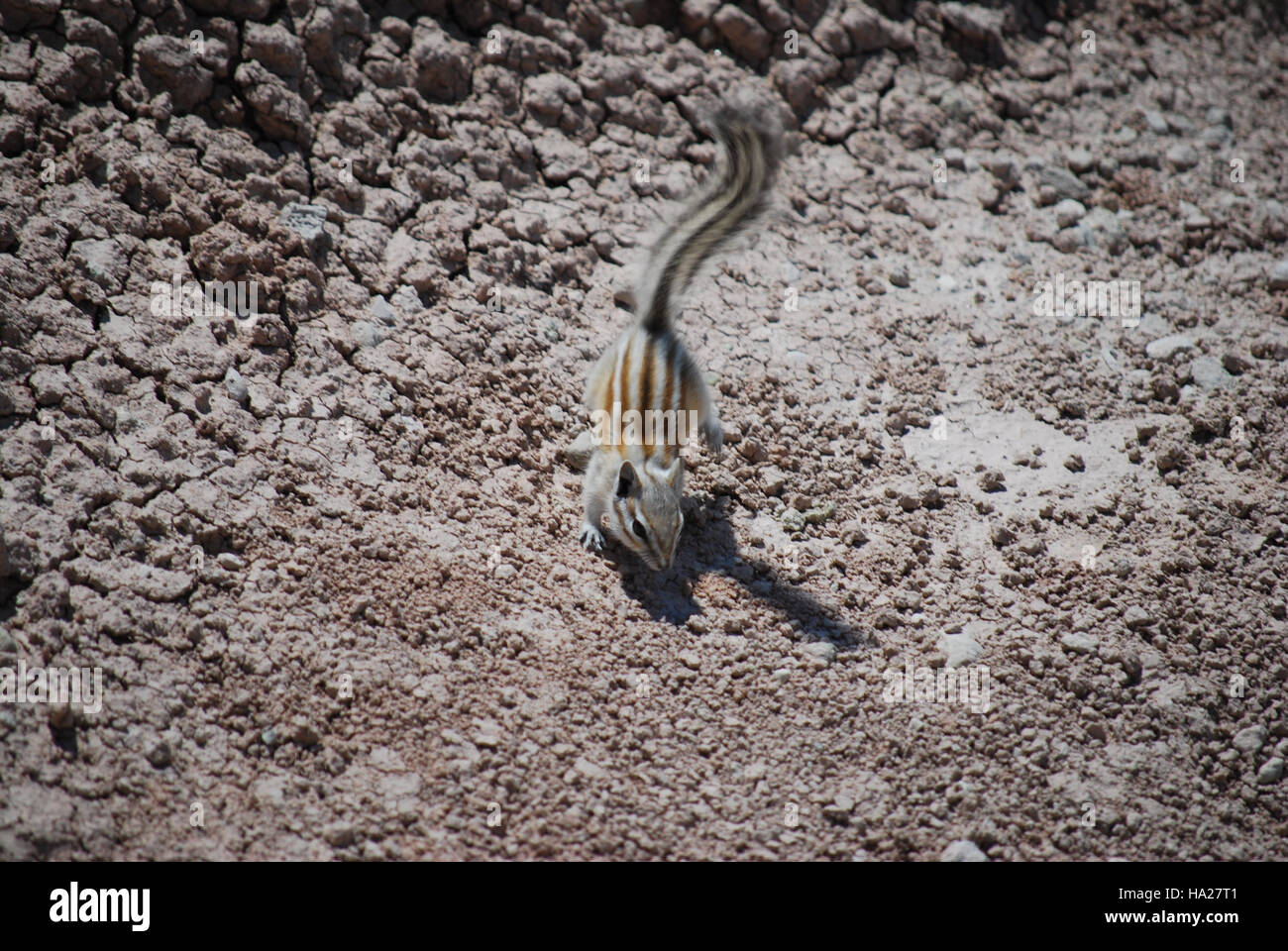 Chipmunk predators hi-res stock photography and images - Alamy