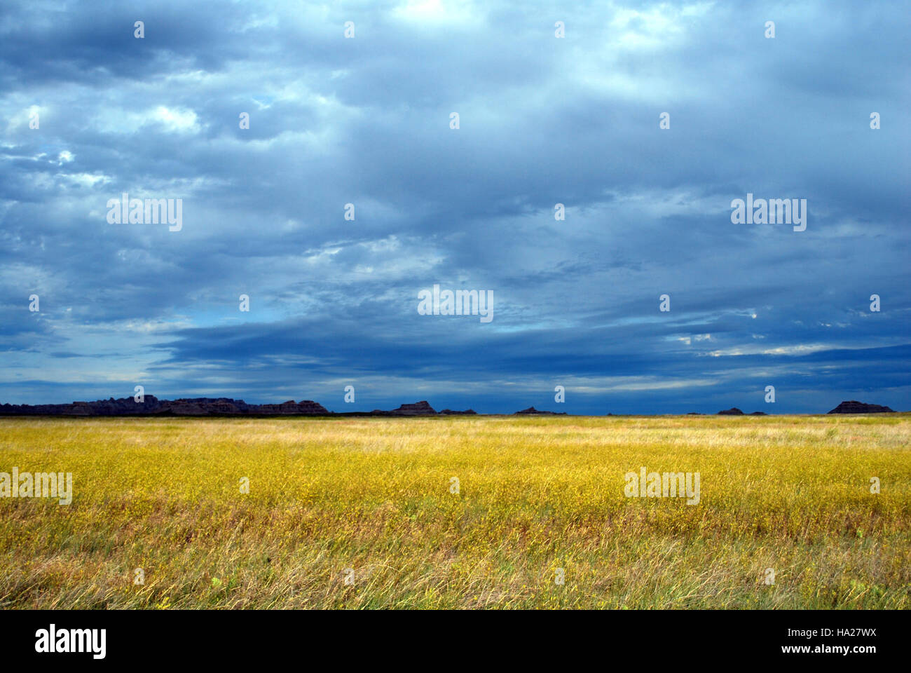 Sweet clover, an invasive plant species, is found in Badlands National ...