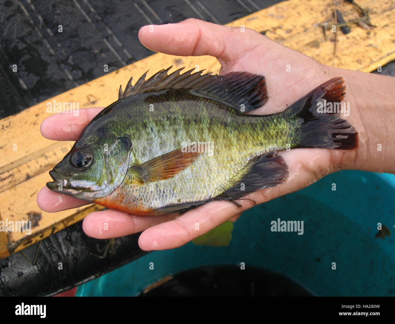 Bluegill fish hi-res stock photography and images - Alamy