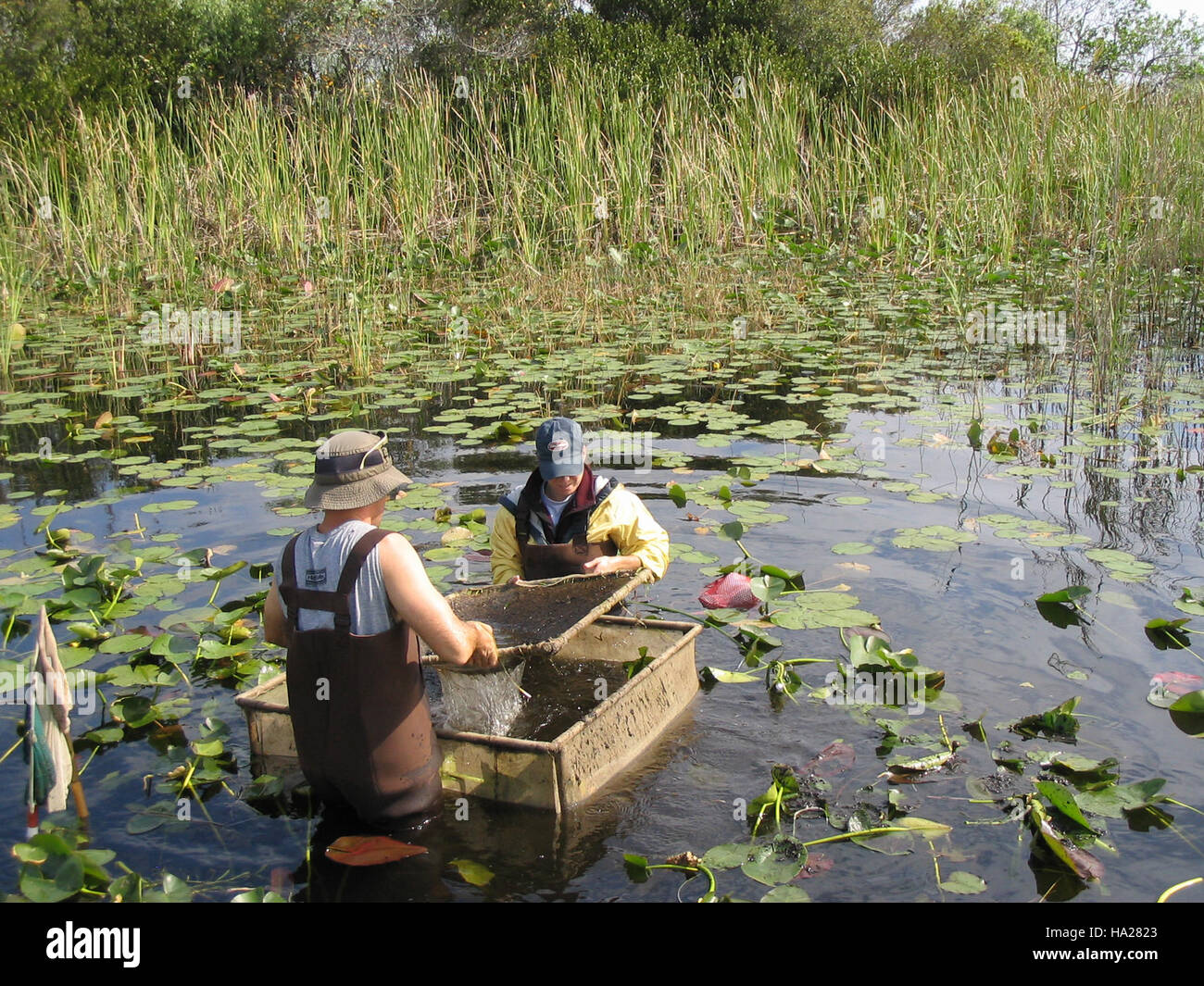 evergladesnps 9100043485 throwtrapping (2), NPSPhoto, Larry Perez.jpg ...