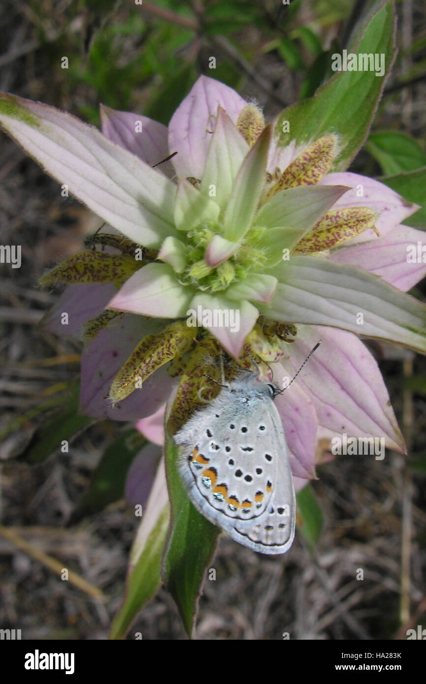 The image features the Karner Blue Butterfly, a species native to North ...