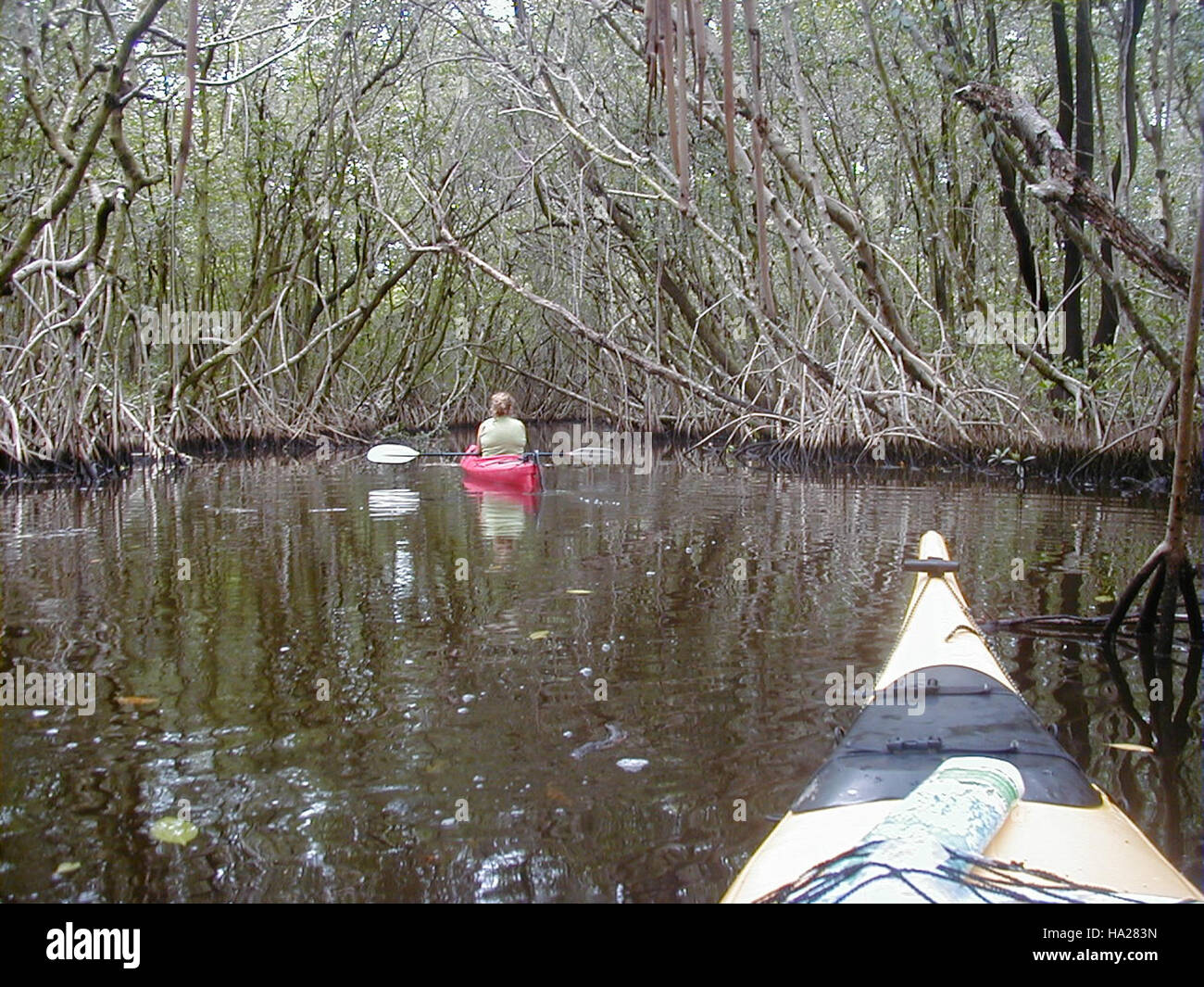 evergladesnps 9099282257 East River 3, NPSPhoto, D.Grimes Stock Photo ...