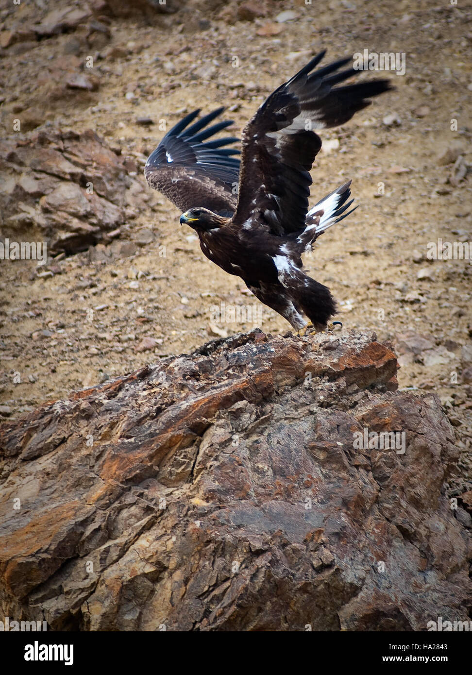 This image shows a golden eagle in Denali National Park, a prominent ...