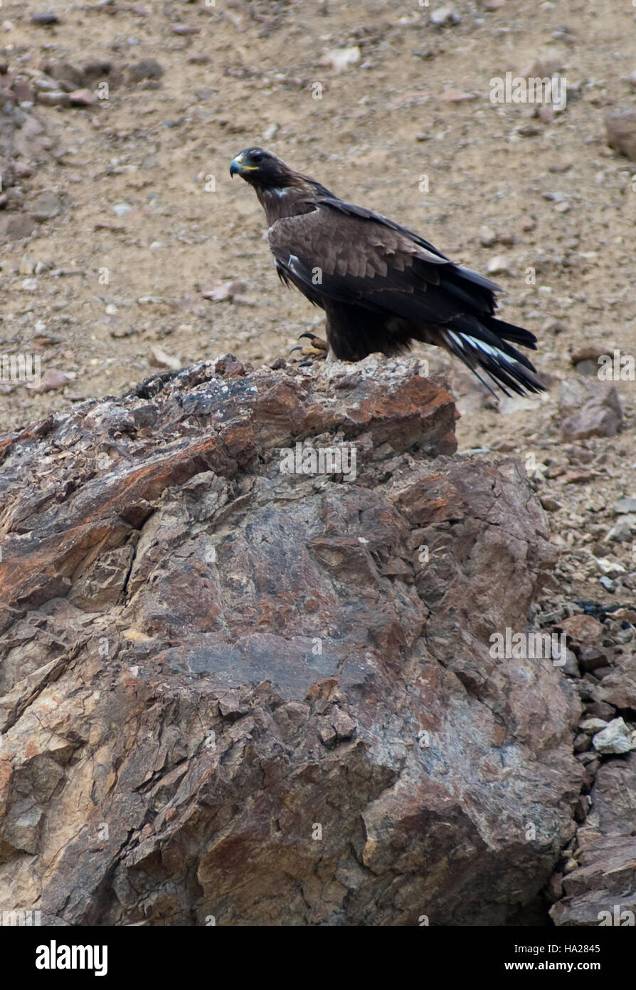 The Golden Eagle, a symbol of Denali National Park, is known for its ...