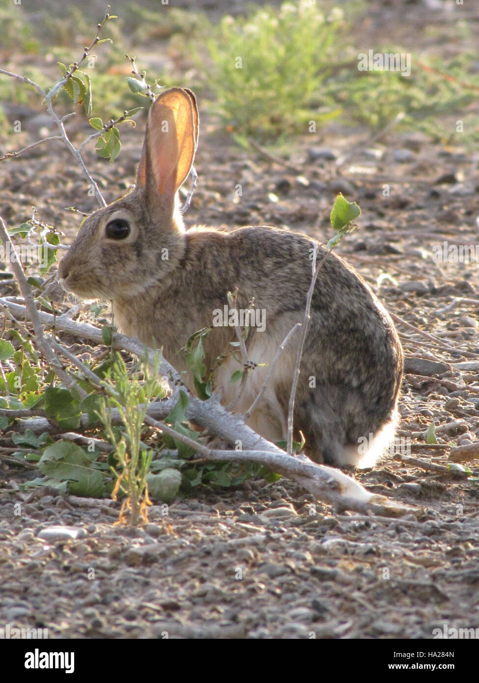 The Desert Cottontail, a small rabbit native to arid regions, plays an ...