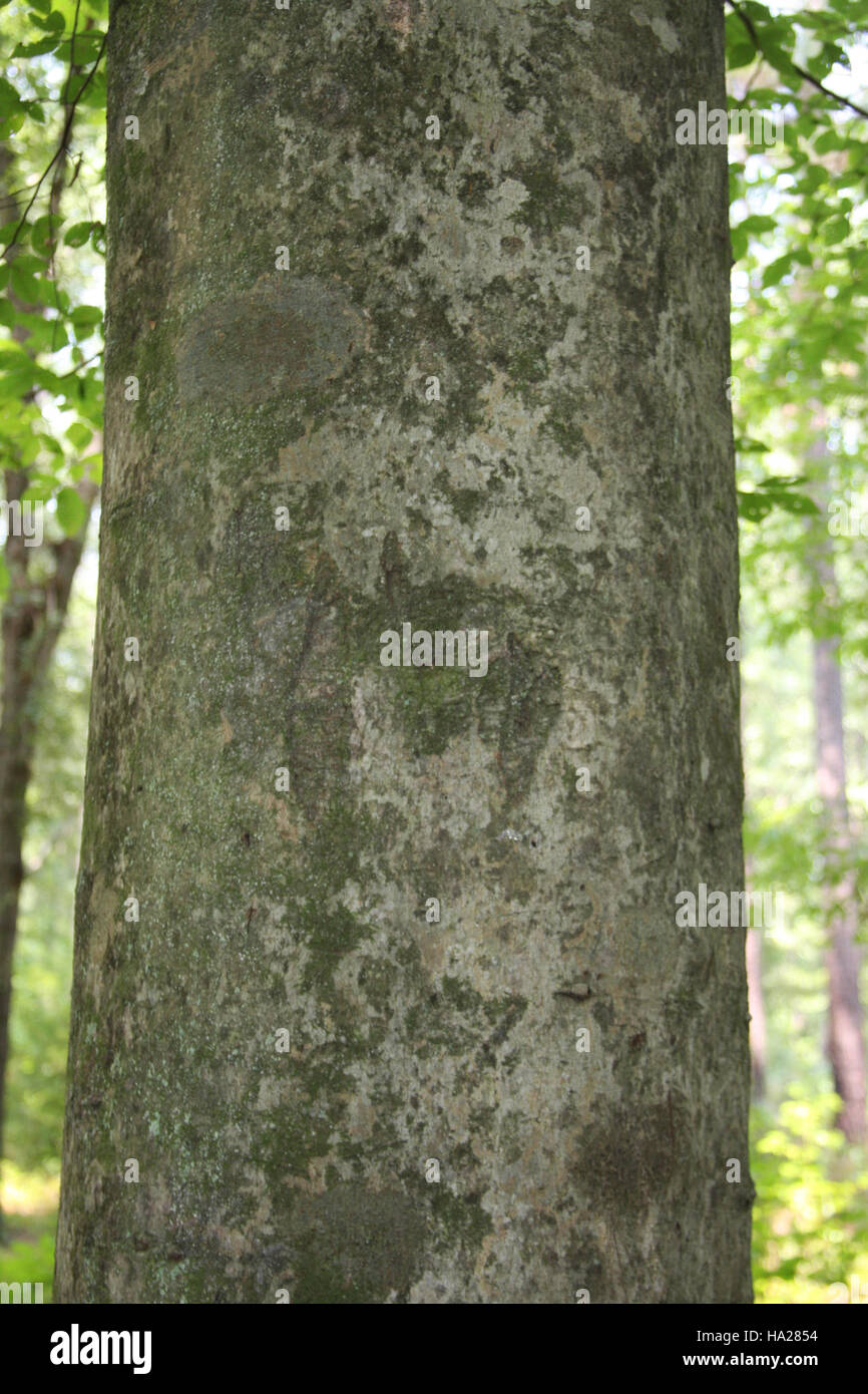 The American Beech tree, found in Congaree National Park, is known for ...