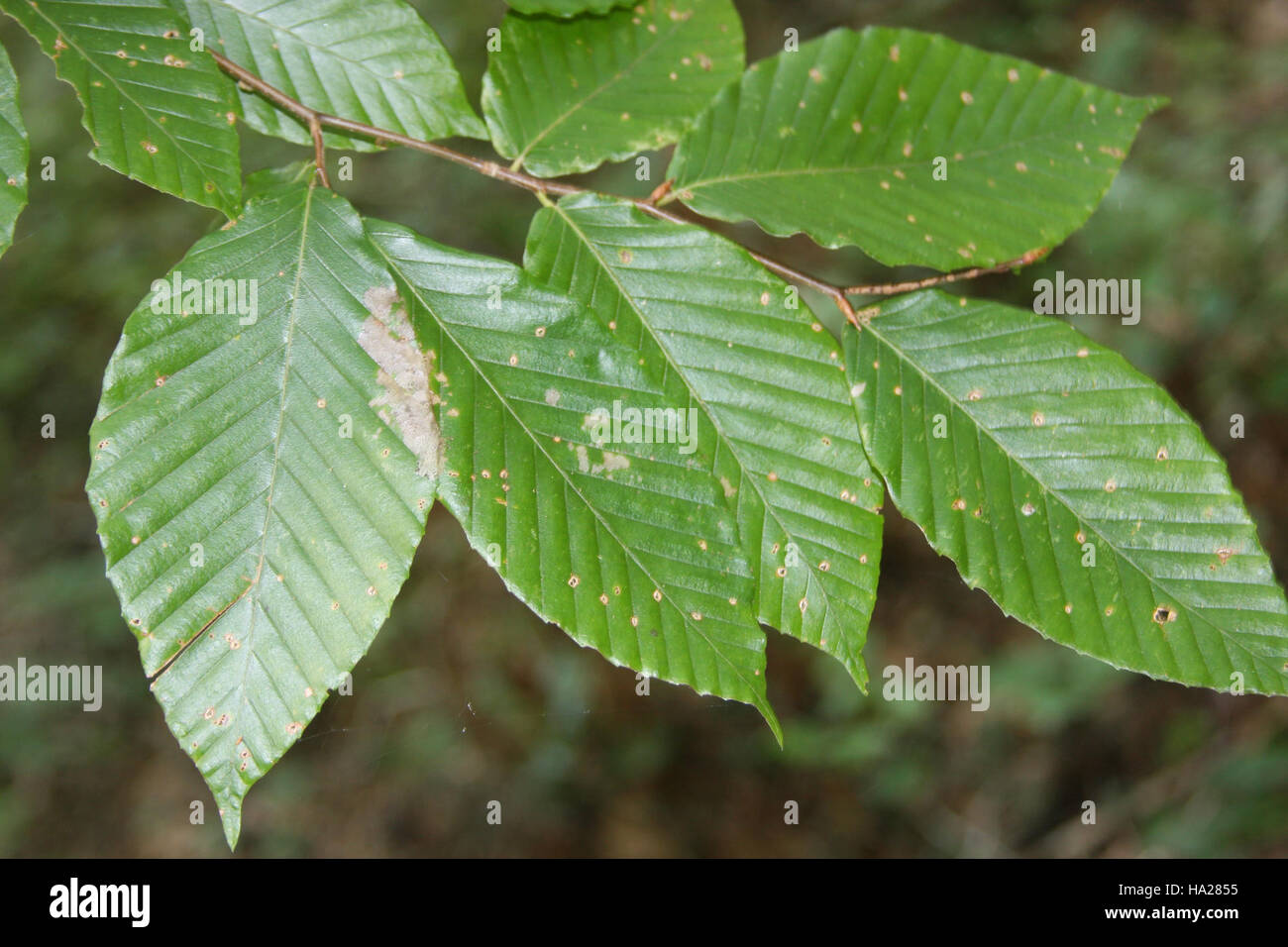 Canopy american beech tree hi-res stock photography and images - Alamy