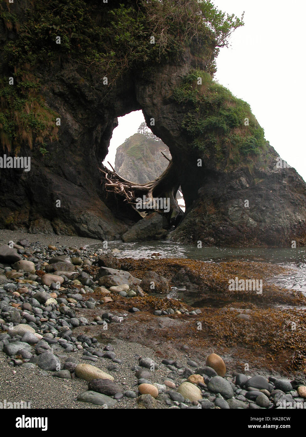 A photo showing a weathered log stump and an arch formation on a beach ...