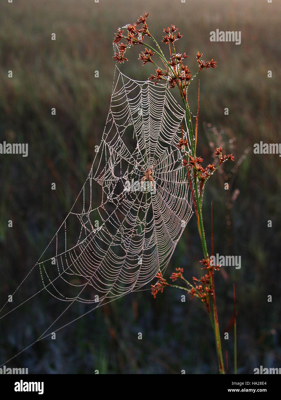 A close-up of a spider web in the sawgrass of Everglades National Park ...