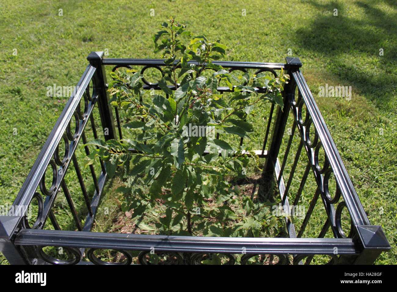 A young American Chestnut sapling is growing in Governors Island ...