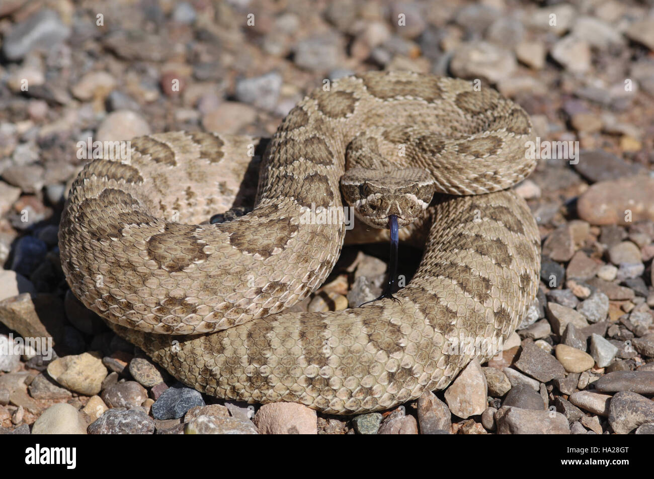 The Prairie Rattlesnake, a venomous species native to North America ...