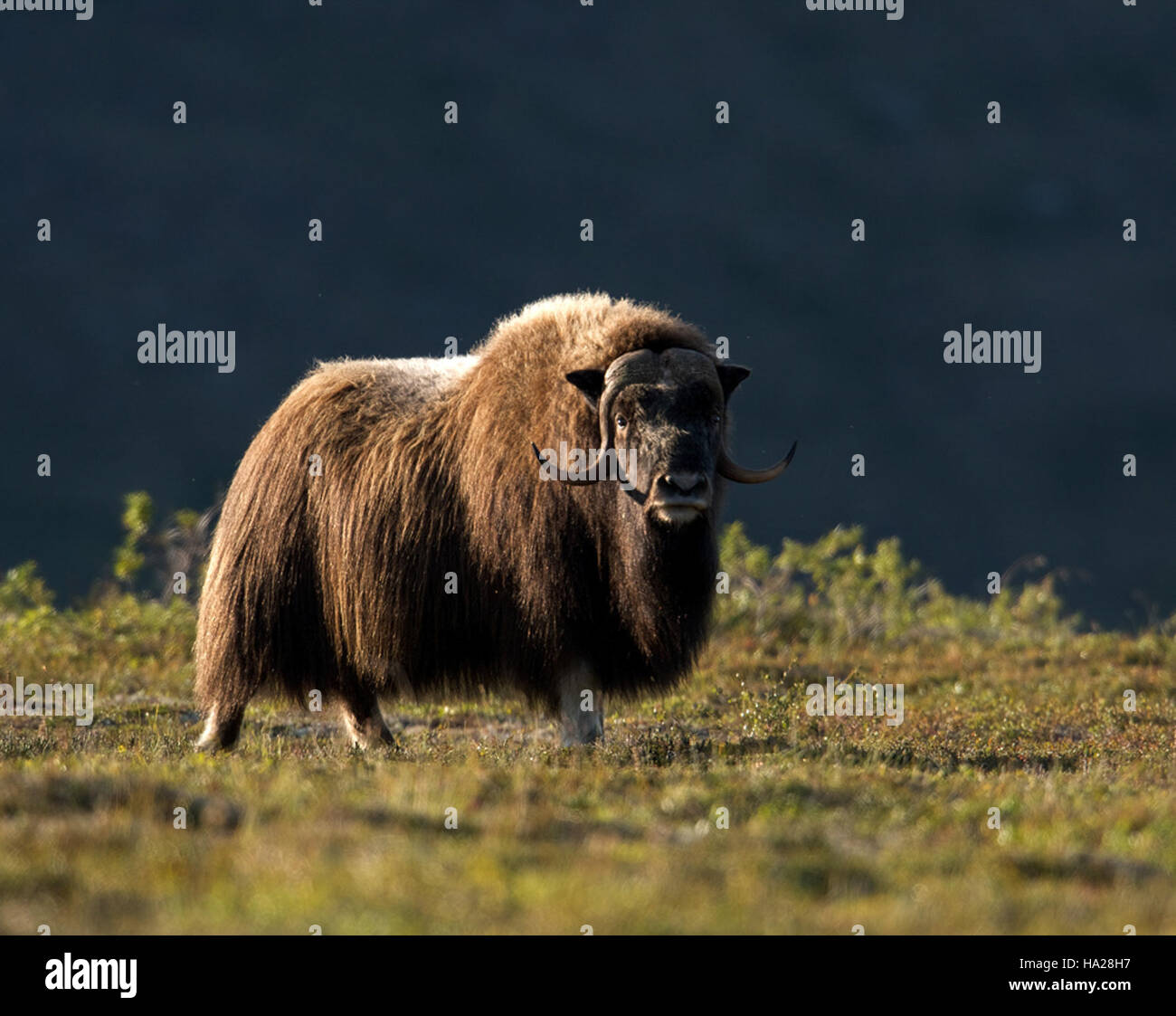 A muskox is bathed in the golden light of the Bering Land Bridge ...