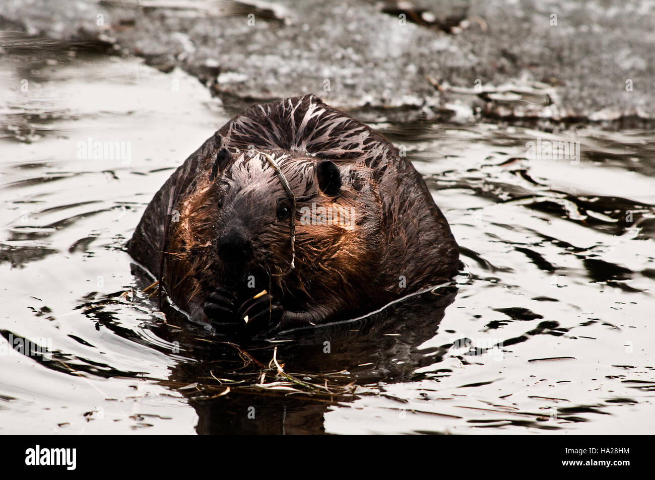 Beaver role hi-res stock photography and images - Alamy