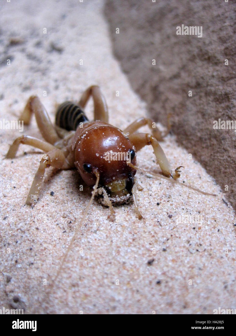 Jerusalem cricket hi-res stock photography and images - Alamy