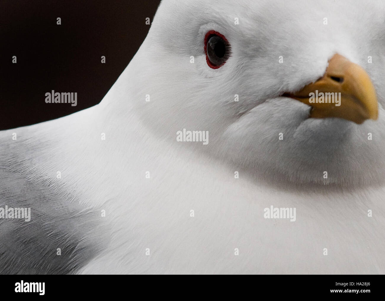 The Mew Gull in Denali National Park is part of the diverse bird ...