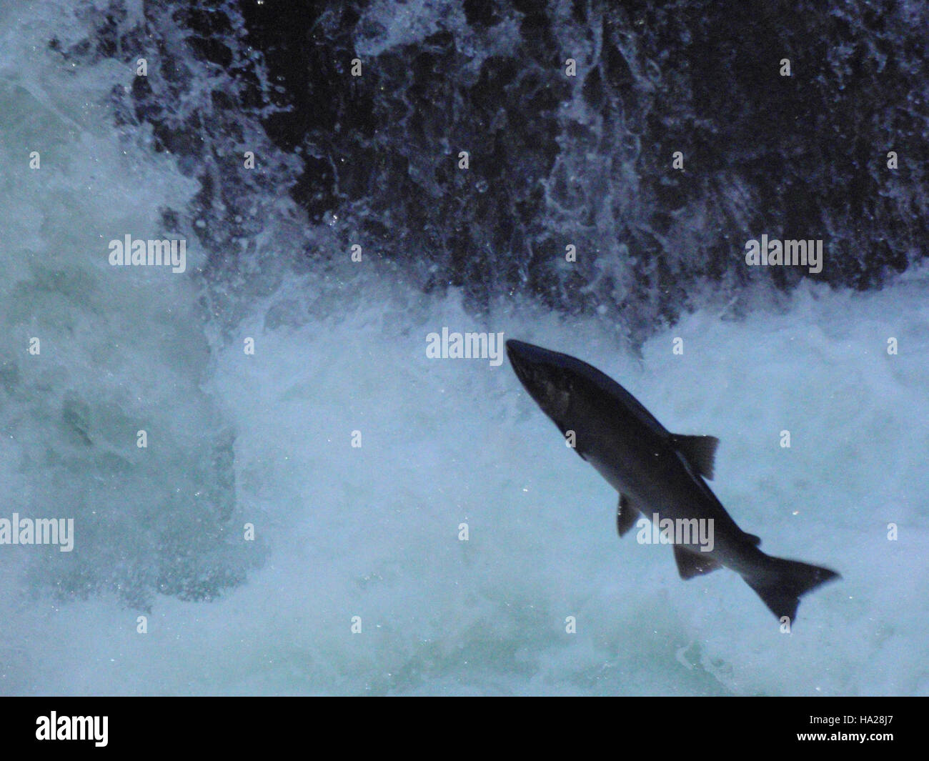 Coho salmon migrating through the Sol Duc River in Olympic National ...