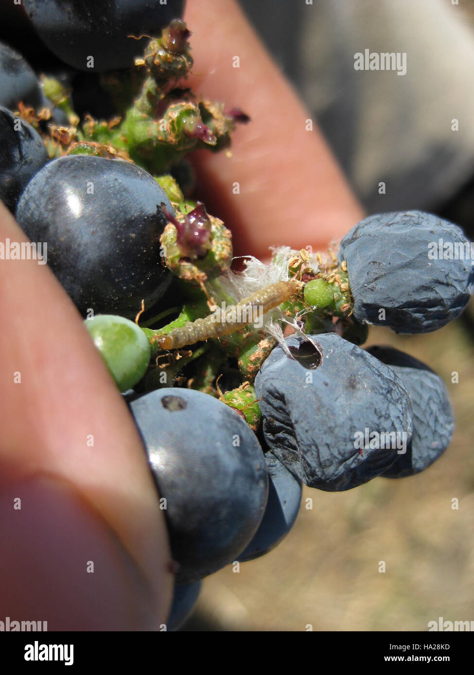 A close-up view of grape damage caused by Eastern Grapevine Moth (EGVM ...