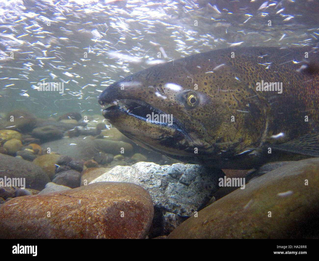 King salmon in Olympic National Park are highlighted in this image ...