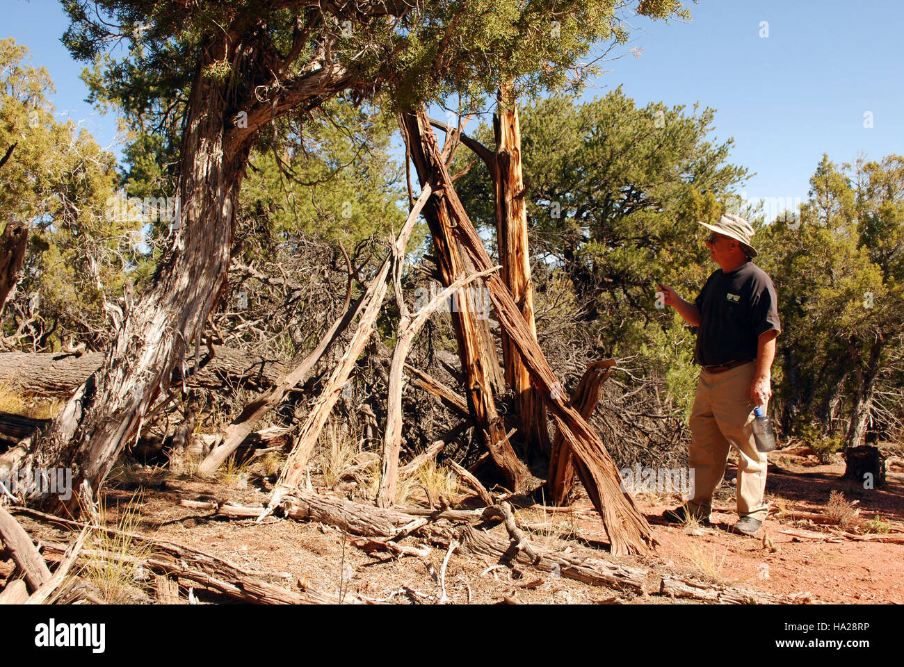 The remains of a free-standing wickiup in a national park demonstrate ...