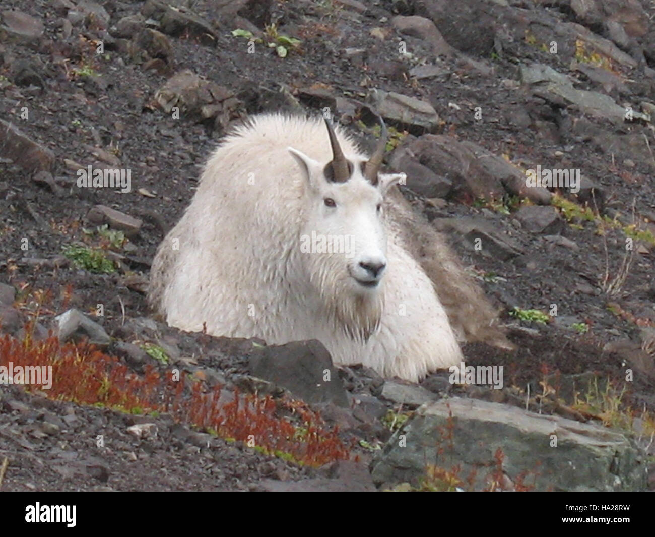 olympicnps 16679927954 Male billy goat klahane NPS Photo Stock Photo ...