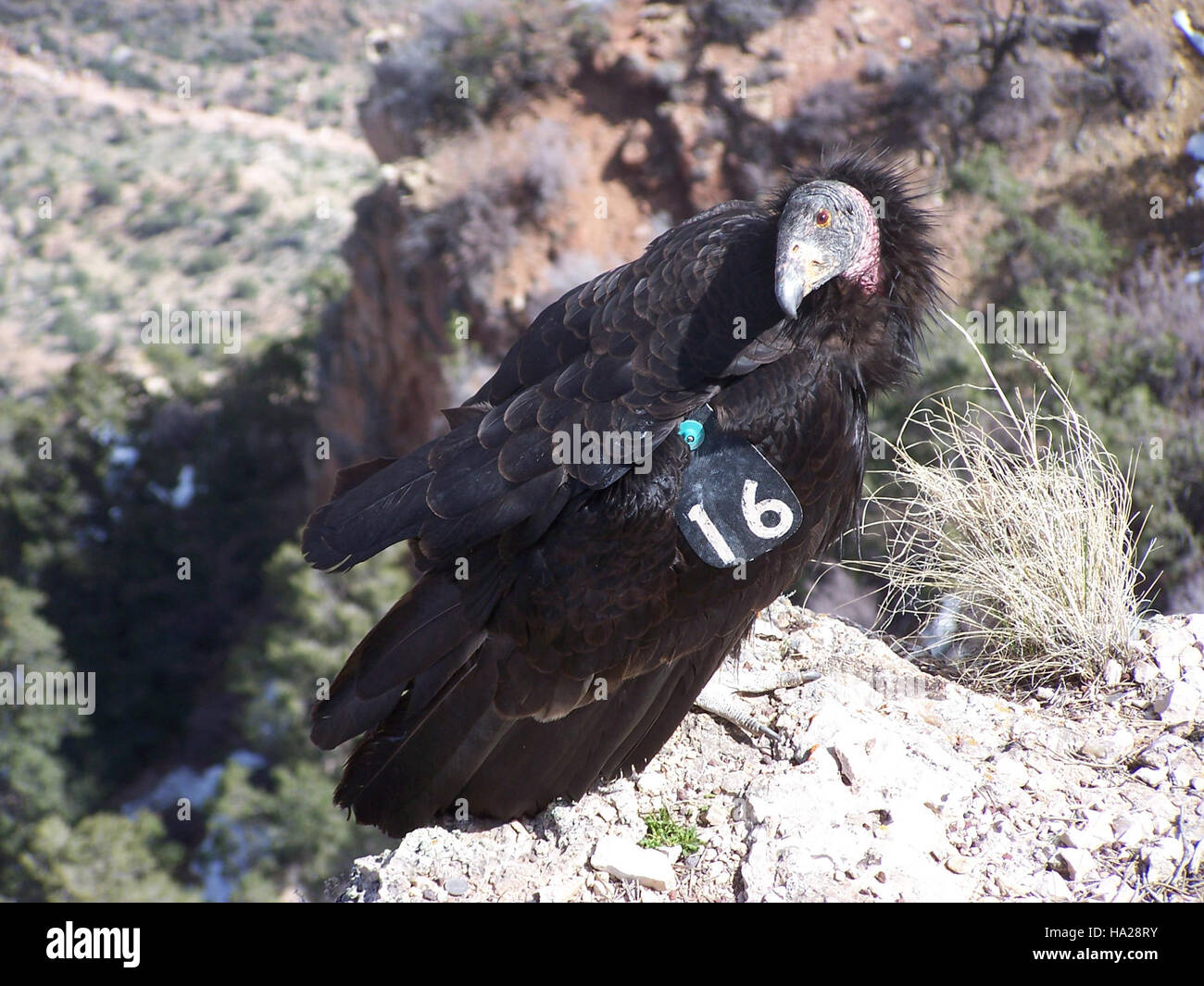 The California Condor, once on the brink of extinction, is protected ...