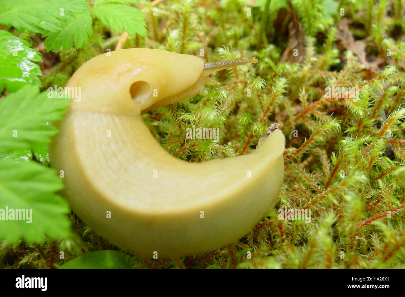 Vibrant slug hi-res stock photography and images - Alamy