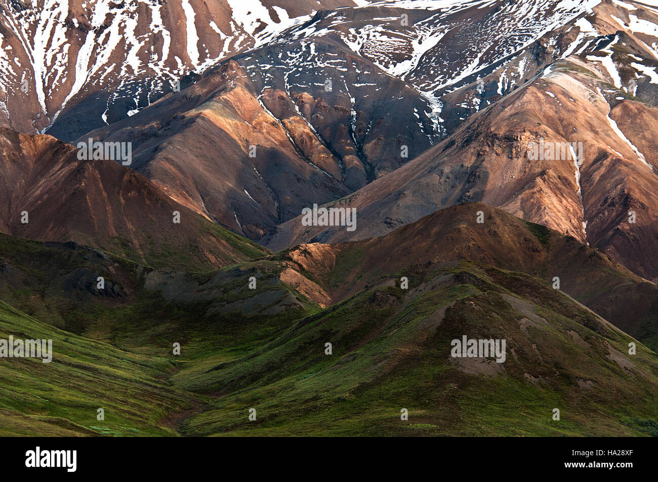 Wildflowers denali national park hi-res stock photography and images ...