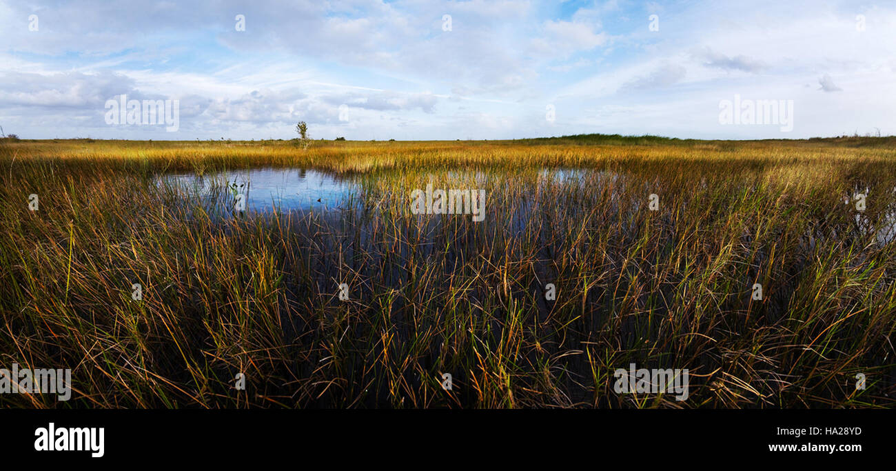 The East Everglades region of Everglades National Park is a critical ...