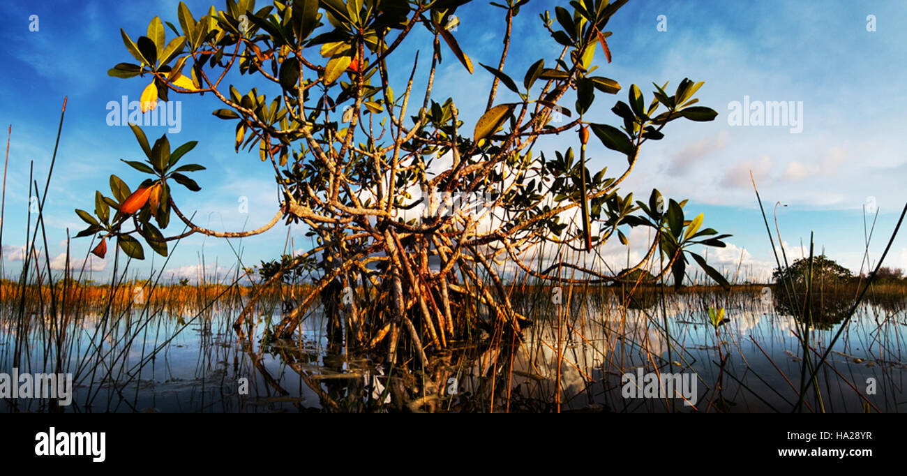 The image captures a Red Mangrove in the Everglades National Park. Red ...