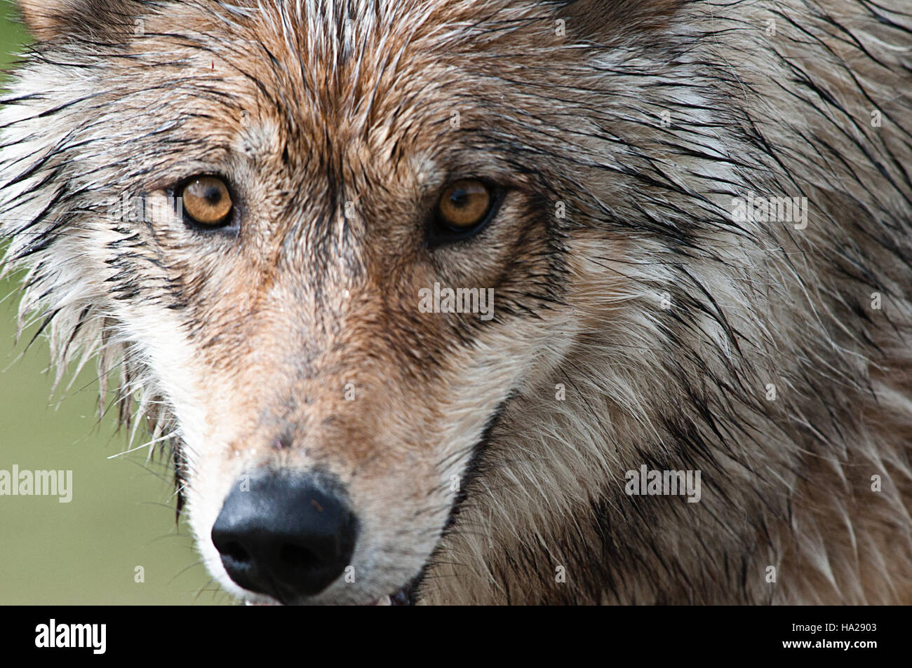 A wolf is observed in Denali National Park, one of the many iconic ...