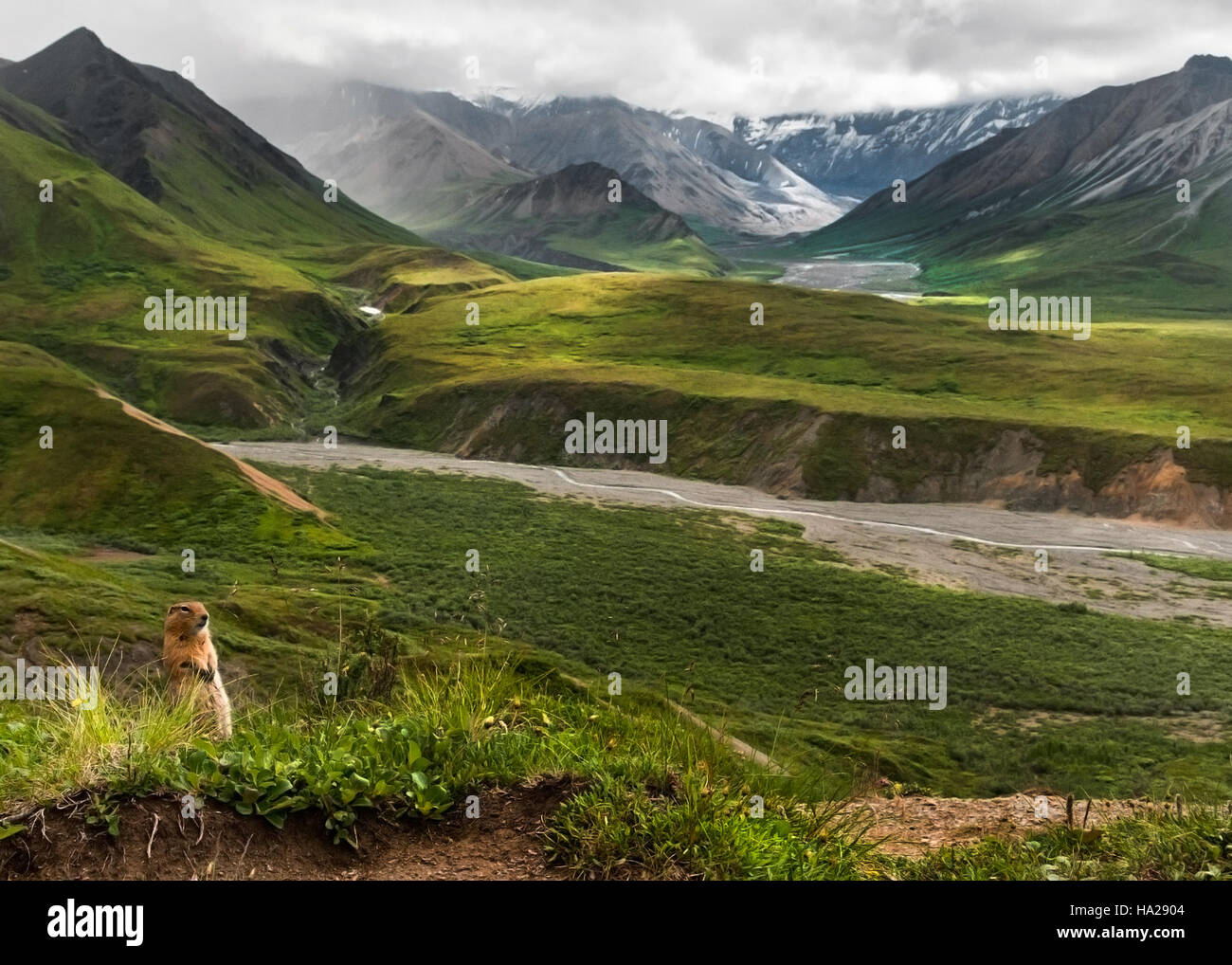 The Arctic Ground Squirrel is a key species within Denali National Park ...