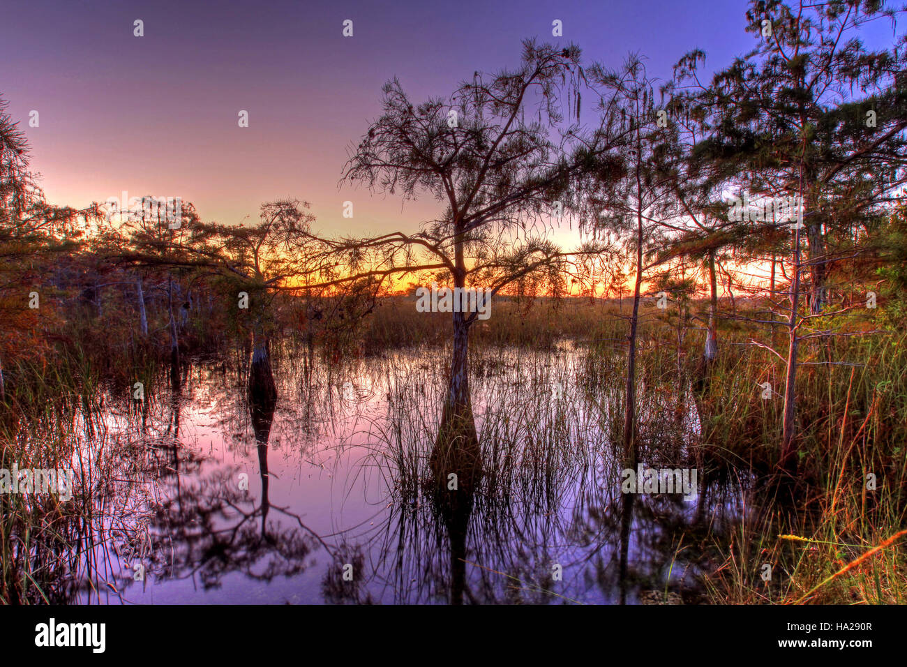 A stunning sunset over the cypress trees in Everglades National Park ...