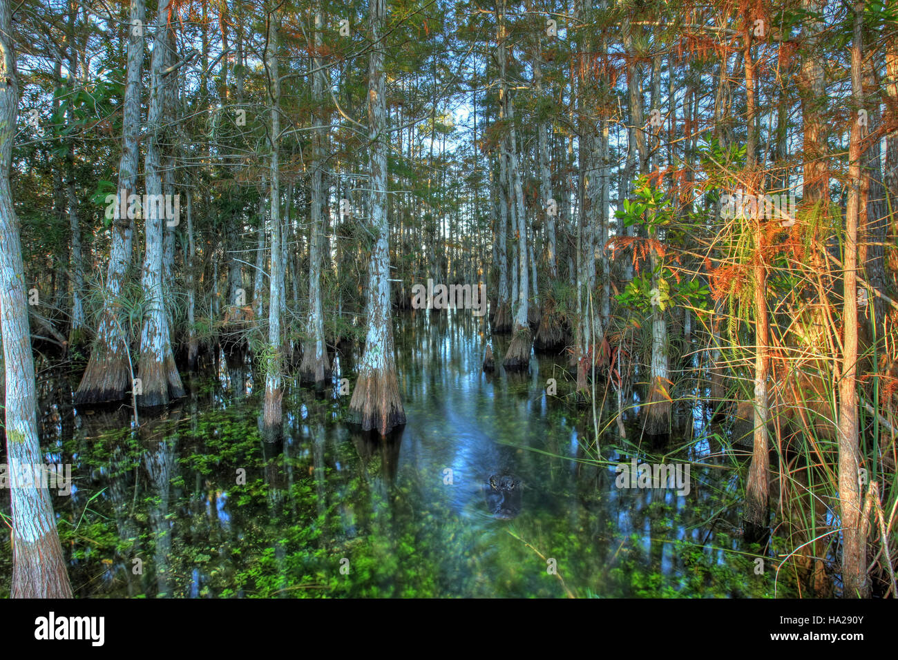 The Everglades National Park photo captures a Cypress Dome with an ...