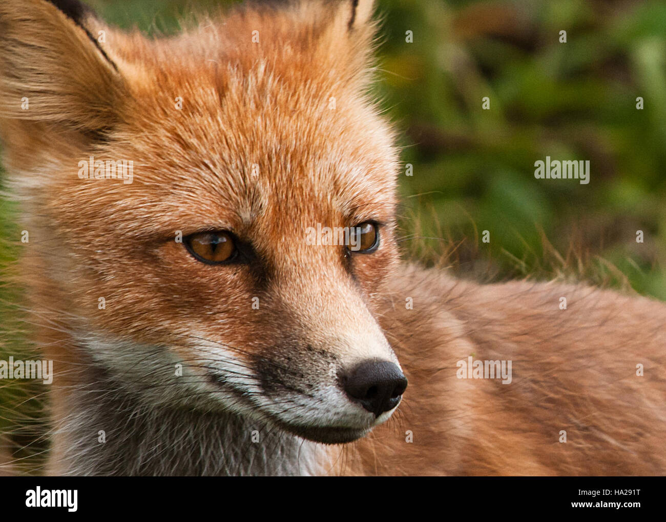 A red fox in Denali National Park, Alaska, displays the resilience of ...