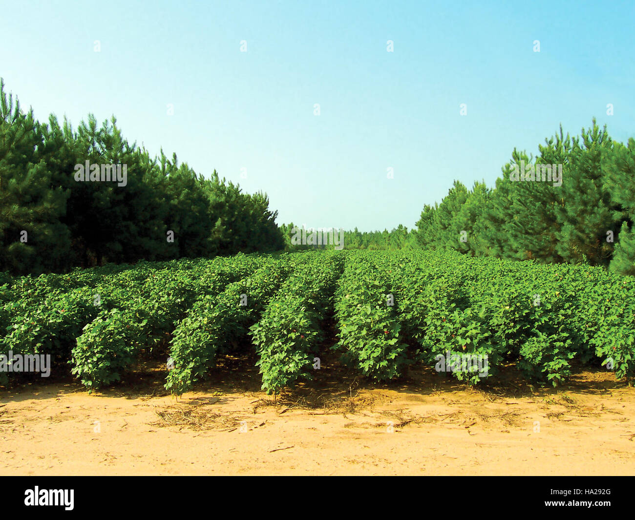 Alley cropping, a sustainable farming practice, involves planting crops ...