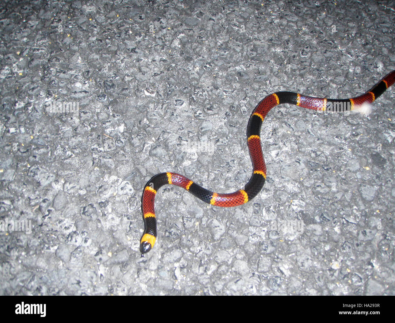 A vibrant coral snake, a venomous species native to the Everglades ...