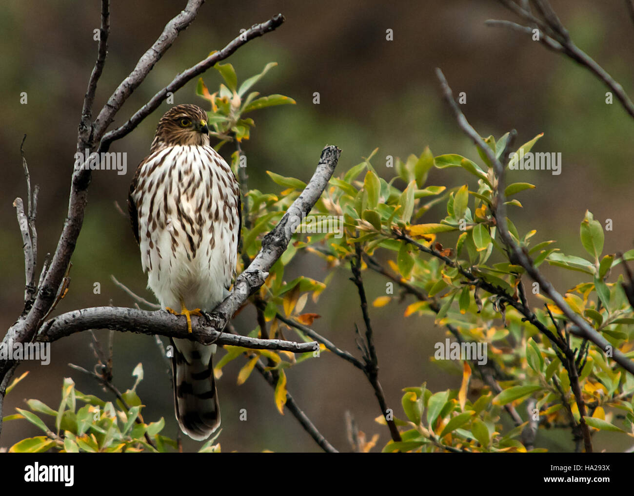 A Sharp-shinned Hawk perches within Denali National Park, exemplifying ...