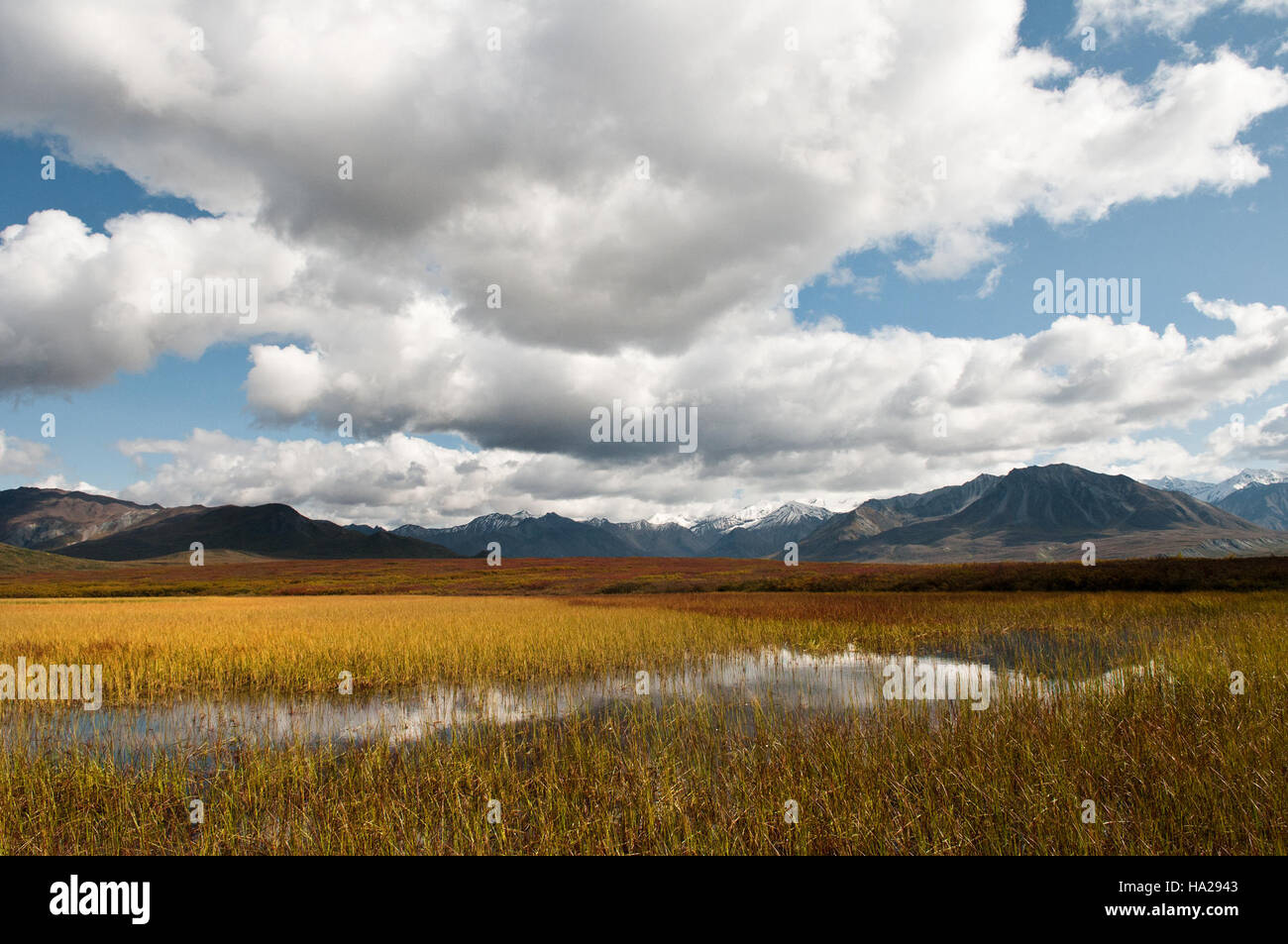 An ephemeral pond in Denali National Park, Alaska, is a temporary water ...