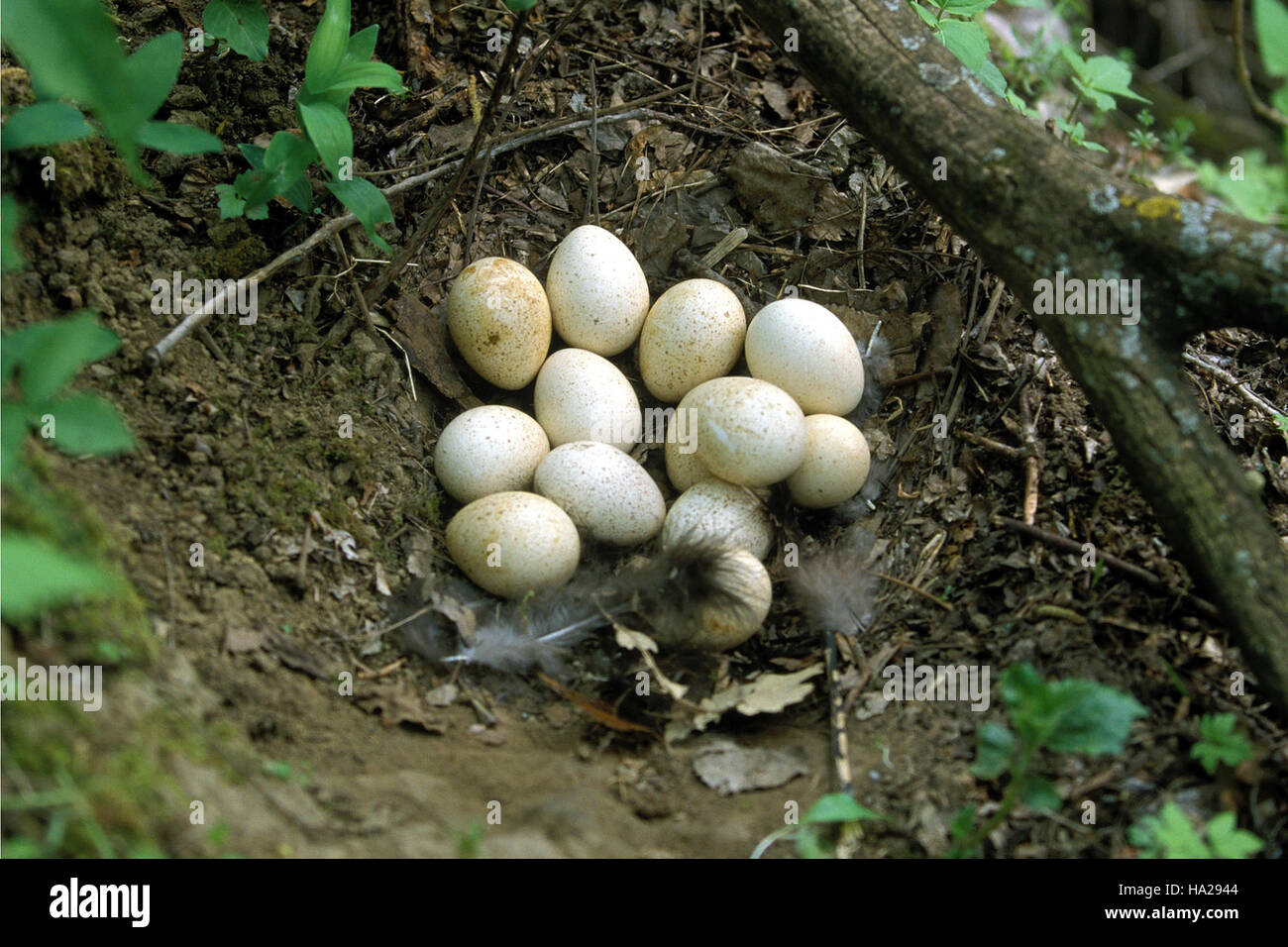 A brood of 13 eggs in a wild turkey nest showcases the reproductive ...