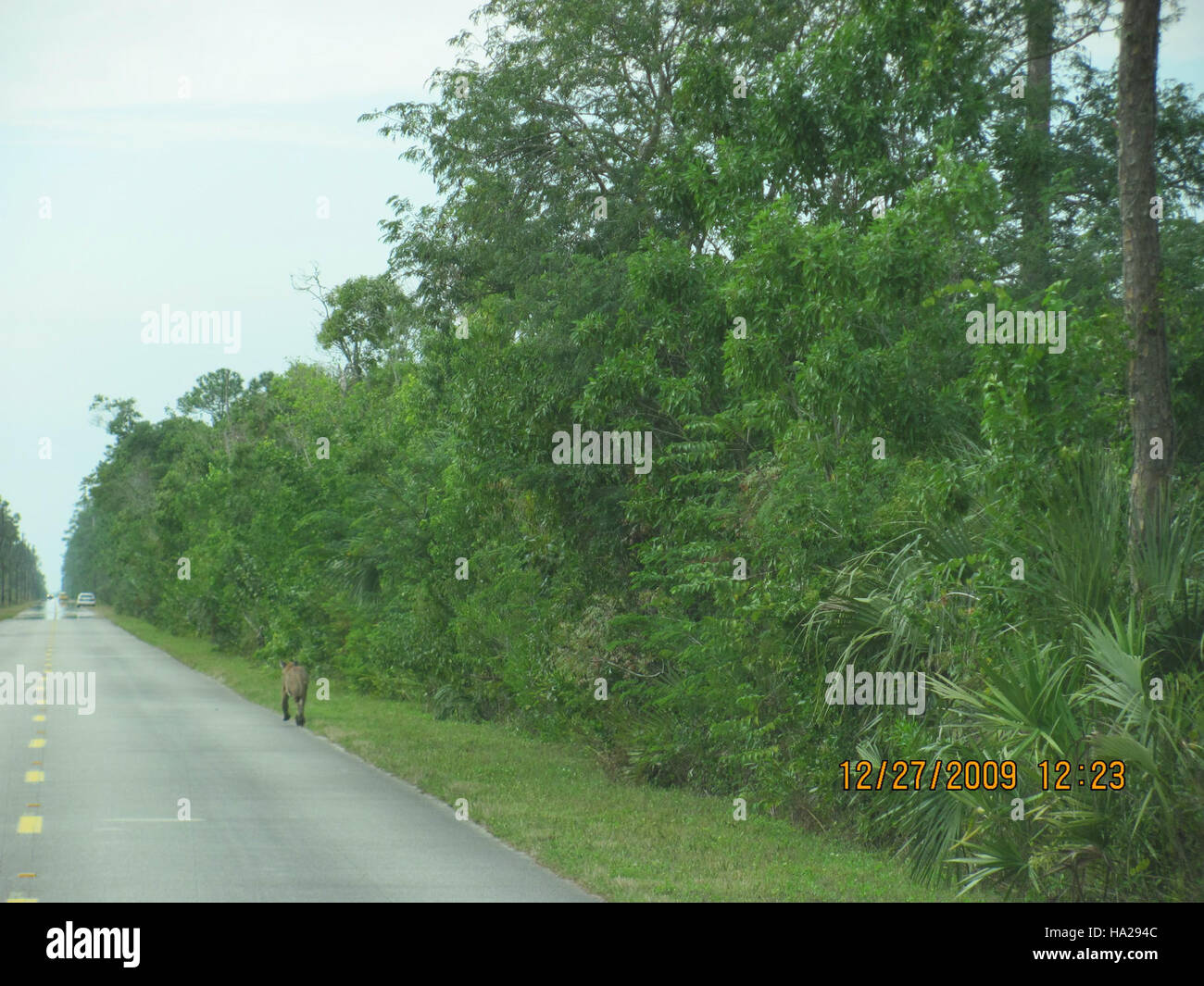 A Florida Panther in the Everglades National Park, a critically ...