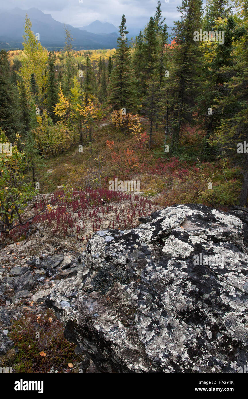 The Rock Creek Trail in Denali National Park offers scenic views of the ...