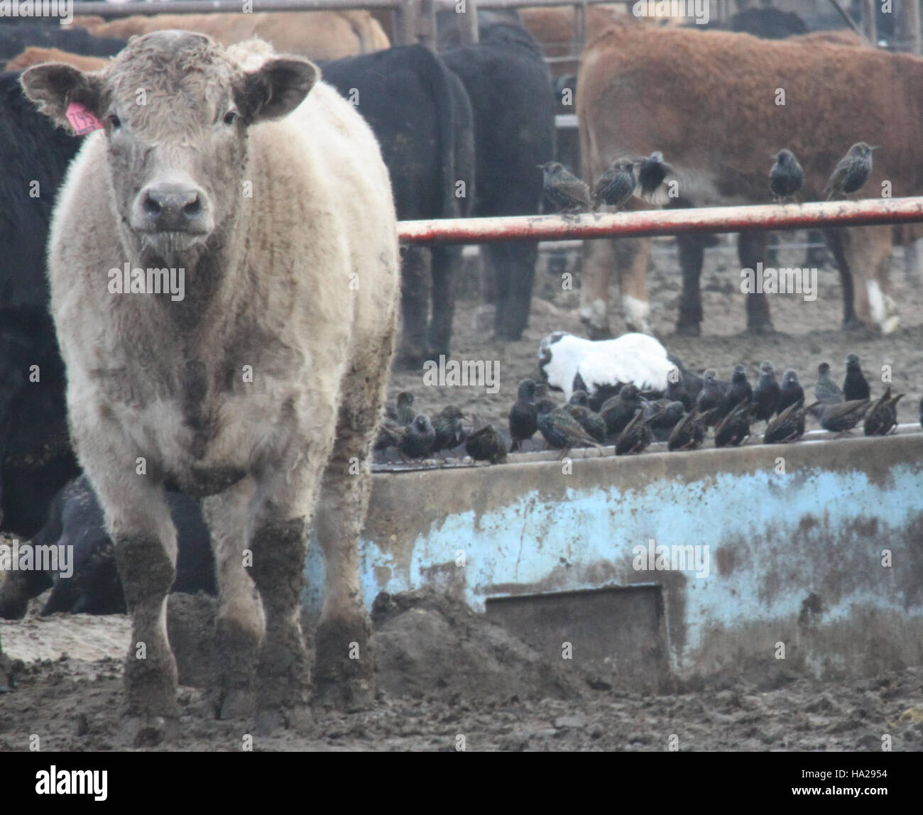 A USDA document detailing the management of invasive species ...